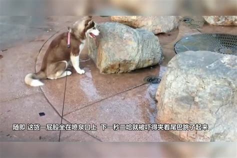 主人怕哈士奇拆家，找了只猫头鹰给它解闷，下一秒忍住别笑哈士奇猫头鹰主人