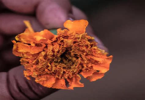The Complete Guide To Harvesting And Saving Marigold Seeds The Green