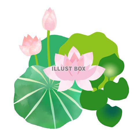 無料イラスト 蓮と水草 透過png