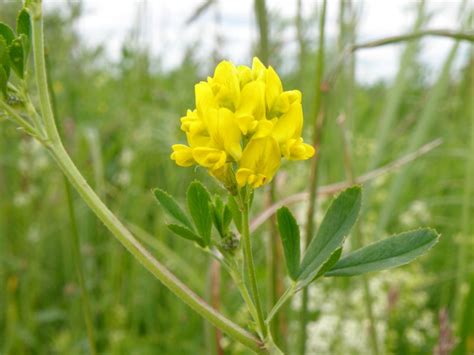 Люцерна серповидная - подробная информация с фотографиями