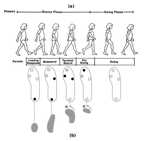 Detected Gait Subphases A Fsr And Foot Pressure Patterns B Download Scientific Diagram