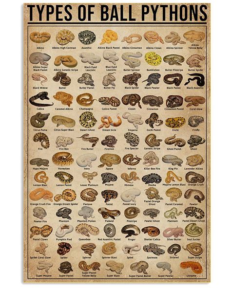 types of ball pythons ball python ball python morphs python
