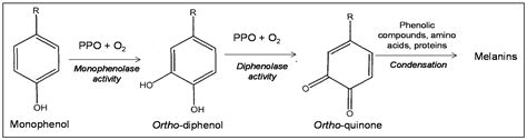 Polyphenol Oxidases In Crops Biochemical Physiological And Genetic