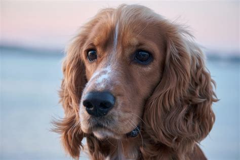 Cocker Spaniel Breed Guide All About Cocker Spaniel Temperament History And How To Choose A