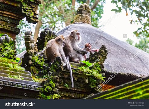 Monkey Temple Imágenes Fotos De Stock Y Vectores Shutterstock
