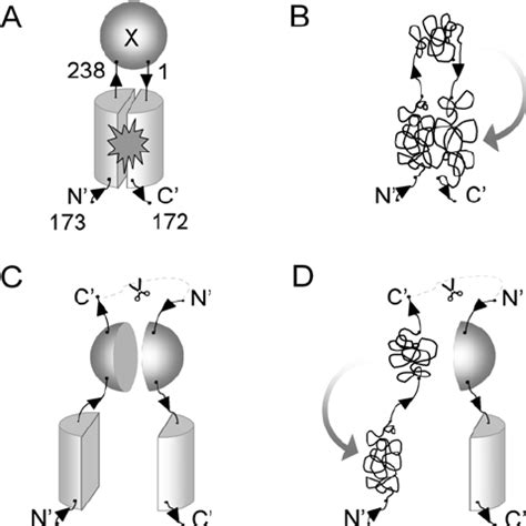 Circular Permutant GFP Insertion Topology Reporters A The Protein Of Download Scientific