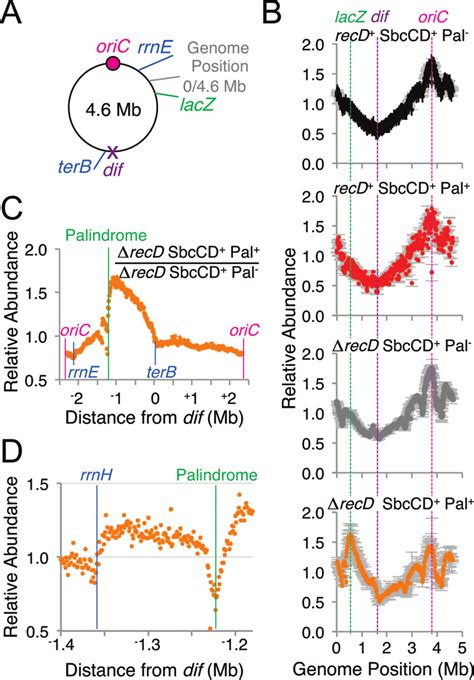 In The Absence Of Recd Cleavage Of The Palindrome By Sbccd Results In Download Scientific