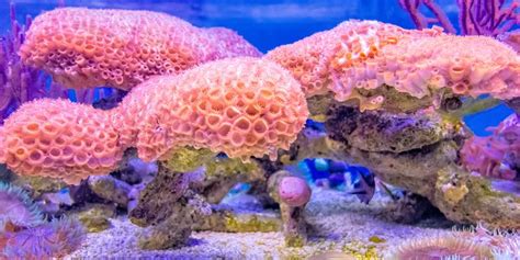 South Floridas Nearshore Reefs Less Vulnerable To Ocean Acidification