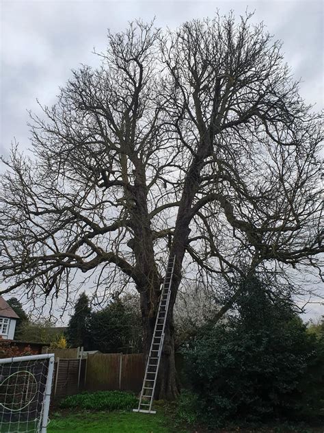 Expert Tree Bracing And Cabling In Surrey