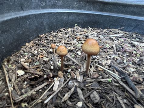 Found Growing In Pot With Catnip Seeds Rmycology