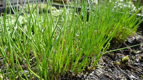 Chives Characteristics Cultivation Care And Use Live
