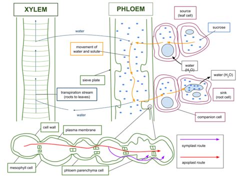 Difference Between Source And Sink In Plants Compare The Difference Between Similar Terms
