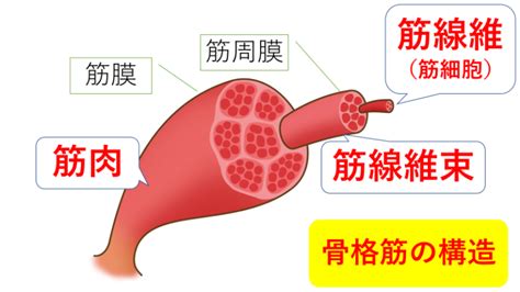 【看護師国家試験勉強】筋骨格系の解剖生理『筋肉の種類・構造・機能』バッチリ克服！ ねこ太と共に歩む看護未来
