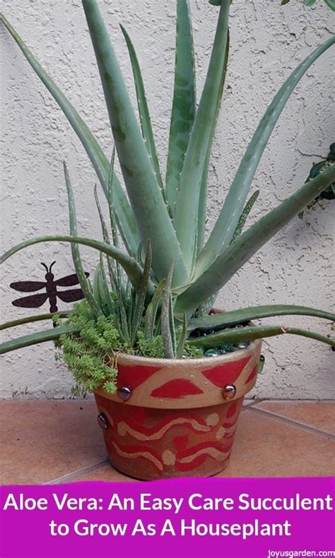 Aloe Vera Plant Care An Easy Care Succulent Houseplant