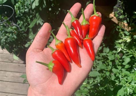 Ht Bleeding Rawit Green Pepper Garden Seeds Seeds And Bulbs