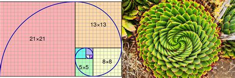 Knitting With A Mathematical Twist The Fibonacci Sequence Pattern