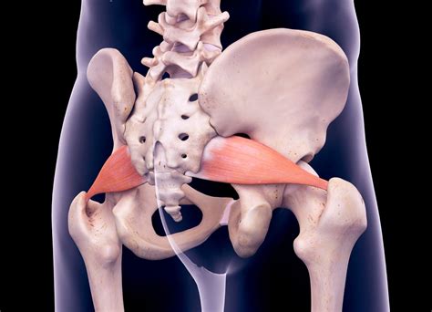 53 Facts About Piriformis Syndrome