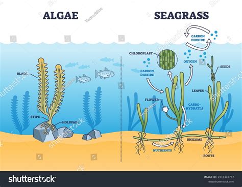 Green Algae Labeled Diagram