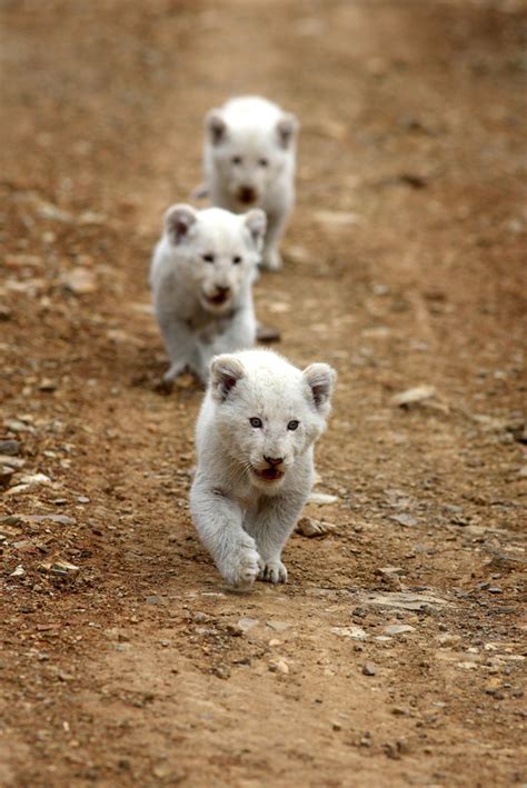 Innocent Killers By Jonathan Pledger 500px