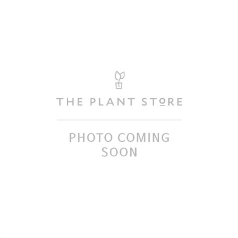 Physocarpus Purpurea The Plant Store