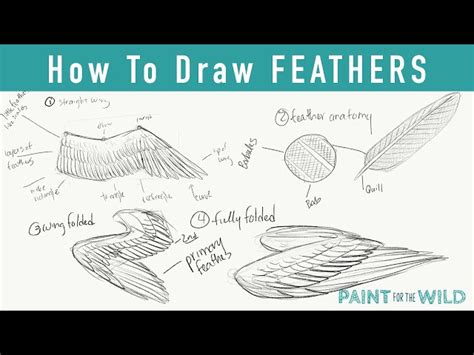 How To Draw Feathered Wings