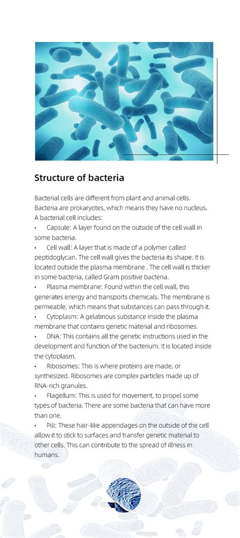 Structure Of Bacteria News Scenker Biological Technology Co Ltd