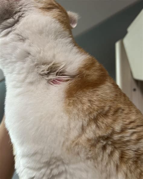 Kitty Bald Spot R Cats