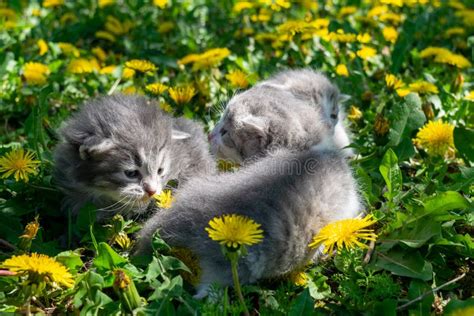 Three Fluffy Kittens Are Playing In The Grass With Dandelion Flowers