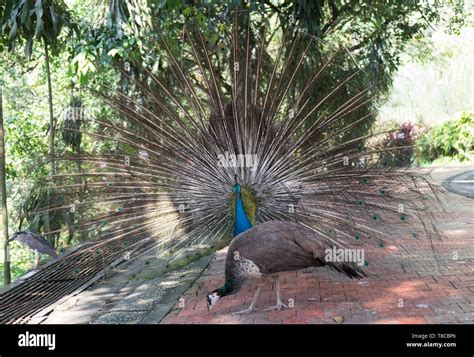 Featherless Peacock