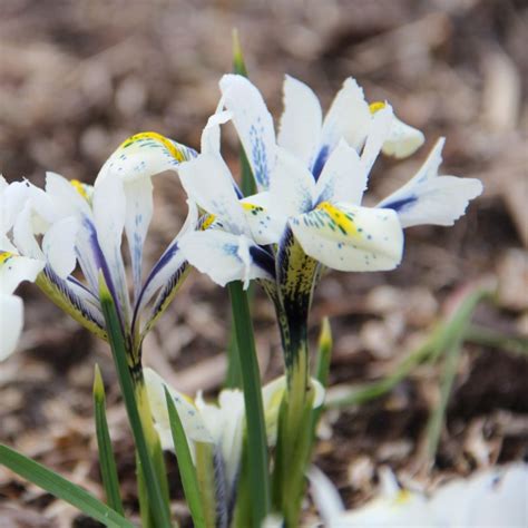 Iris Reticulata Eye Catcher