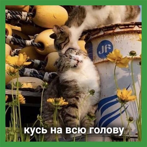 10 видов кусь у кошек и собак Обсуждение на Liveinternet Российский Сервис Онлайн Дневников