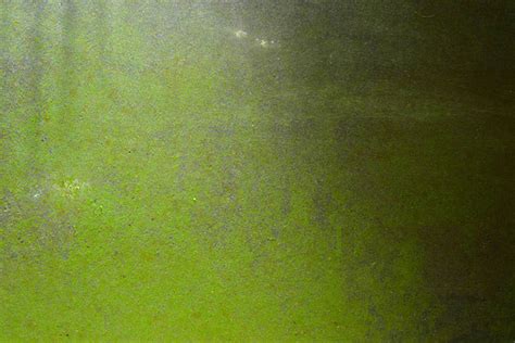 Hydrophytes Background Images Hd Pictures And Wallpaper For Free