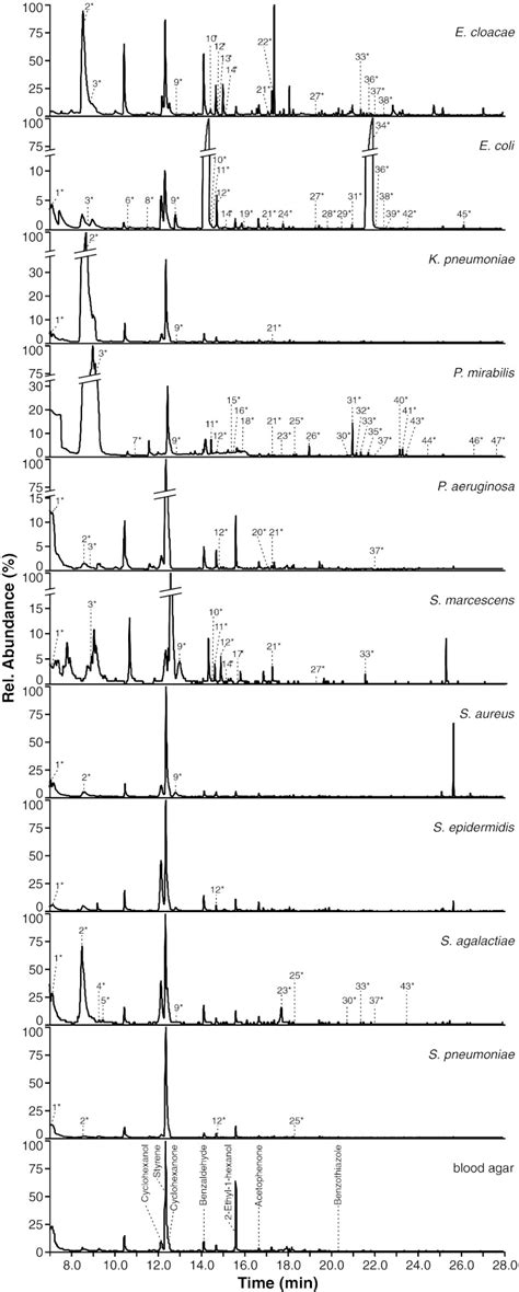 Total Ion Chromatograms Of Bacterial Headspace Samples For