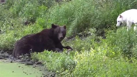 Wolves Vs Bear A Fight Over Food Youtube