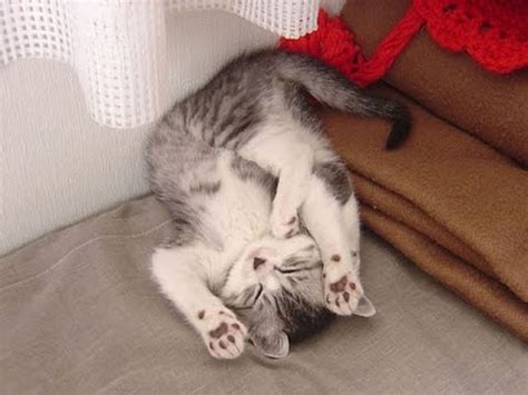 Funny Cat Sleeping Positions