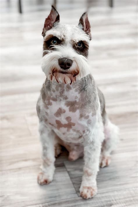 15 Cute Miniature Schnauzer Haircut With Pictures