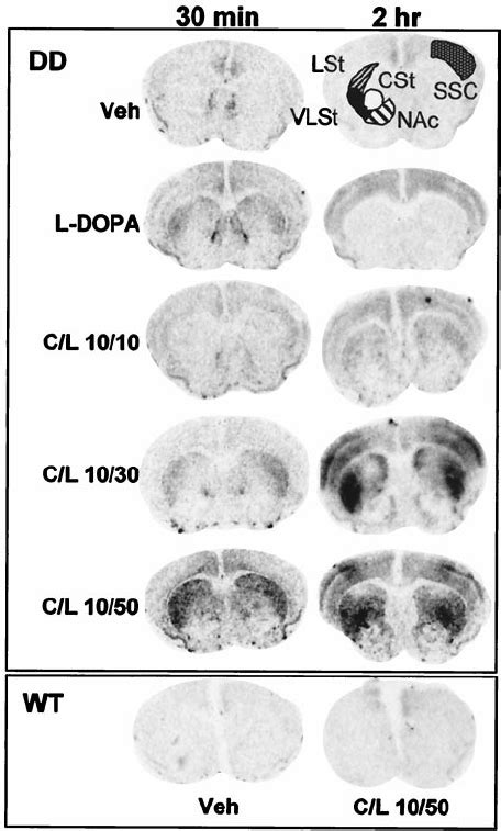 Temporal And Spatial Expression Of C Fos Mrna In Response To Increasing