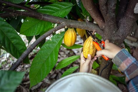 Premium Photo Cocoa Farmer Uses Pruning Shears To Cut The Cocoa Pods Ripe Yellow Cacao From