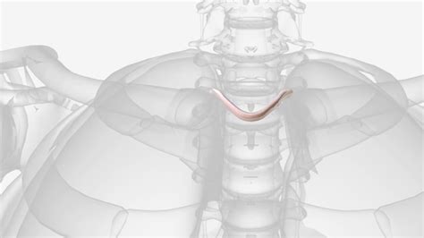 Premium Photo The Interclavicular Ligament Is A Flattened Band Which Varies Considerably In
