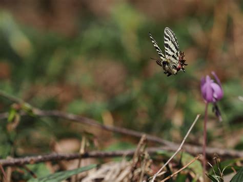 新潟県上越地方 ギフチョウ