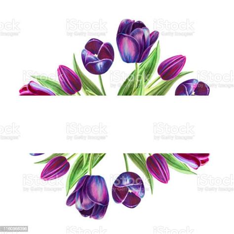 아름다운 검은 튤립 텍스트 프레임 구성입니다 플로럴 컬렉션 마커 그리기 수채화 그림입니다 공간을 복사합니다 0명에 대한 스톡 벡터 아트 및 기타 이미지 Istock