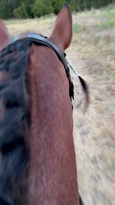 Fun Ride On Kady Bug The Other Day Horse Running Equestrian Youtube