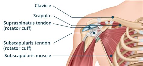 Rotator Cuff Syndrome Skiersgamekeepers Thumb Avanthi