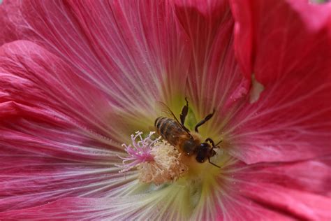 Imagen Gratis Abeja Polinizador Tiempo De Primavera Polen Flor