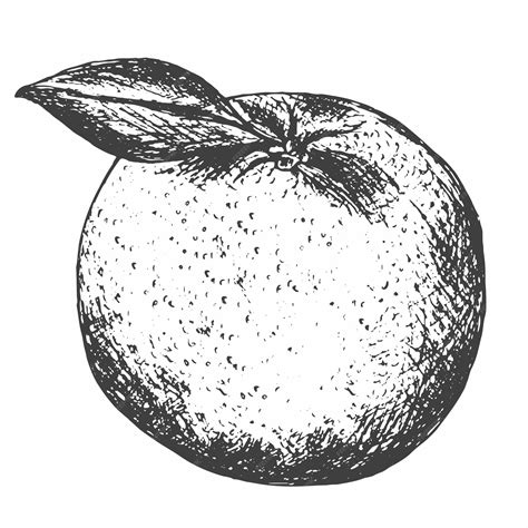 생식 여성 아이콘 실루엣 그림입니다 자궁 벡터 그래픽 그림 기호 클립 아트입니다 프리미엄 벡터