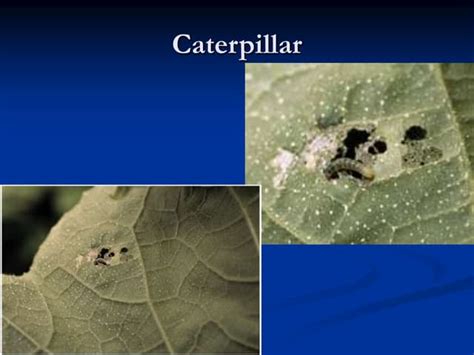 Fruit Worm Ppt
