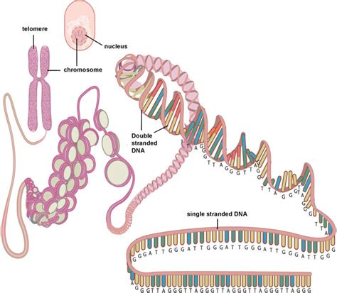 Simplified Diagram Depicting The Structure Of The Telomere And Its Download Scientific Diagram