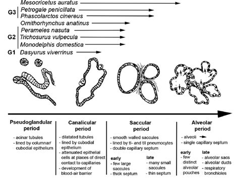 Summary Diagram Of Lung Development The Developmental Degree Of The