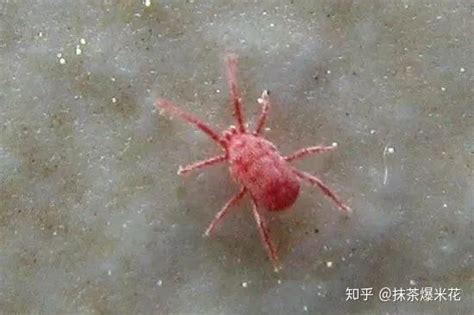 【养花必看】园艺小知识（24）——虫害——红蜘蛛 知乎
