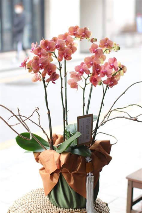 [명절 선물 준비] 블레스유플라워만의 고급 동 서양난 추천드려요 네이버 블로그